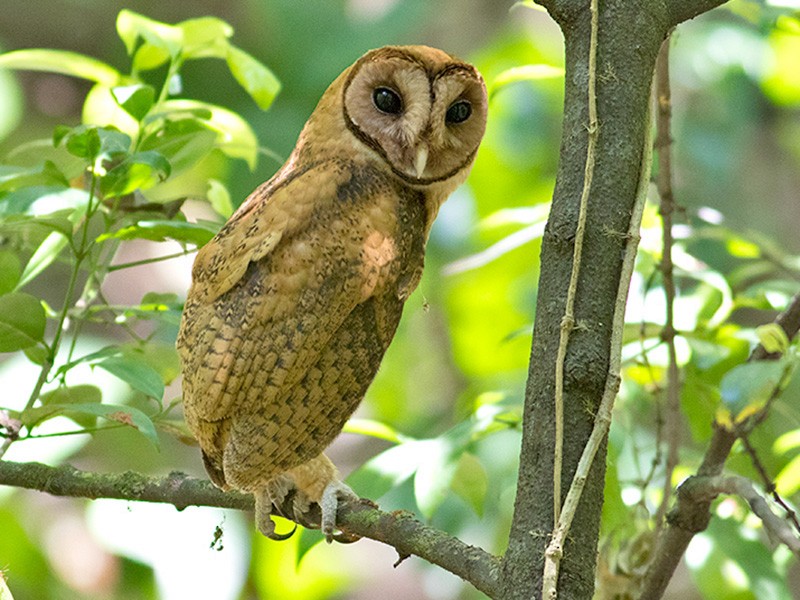 Minahasa Masked-Owl - eBird