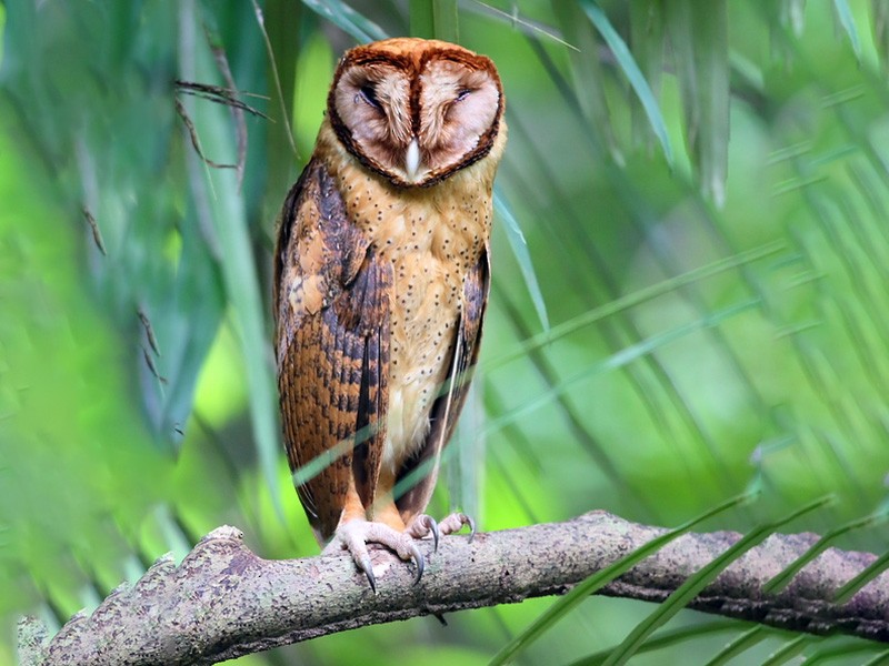 Minahassa Masked-Owl - eBird