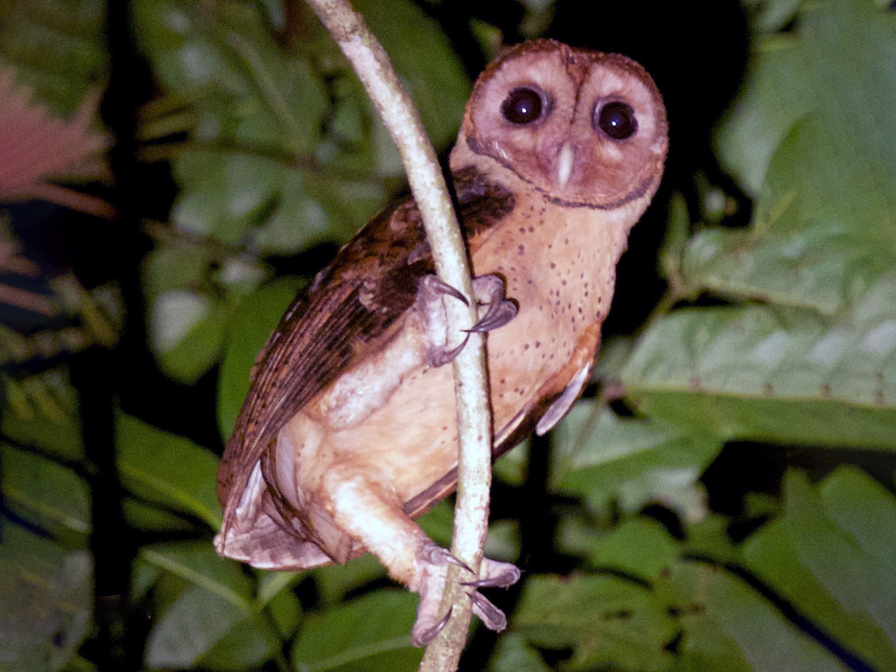 Minahassa Barn Owl