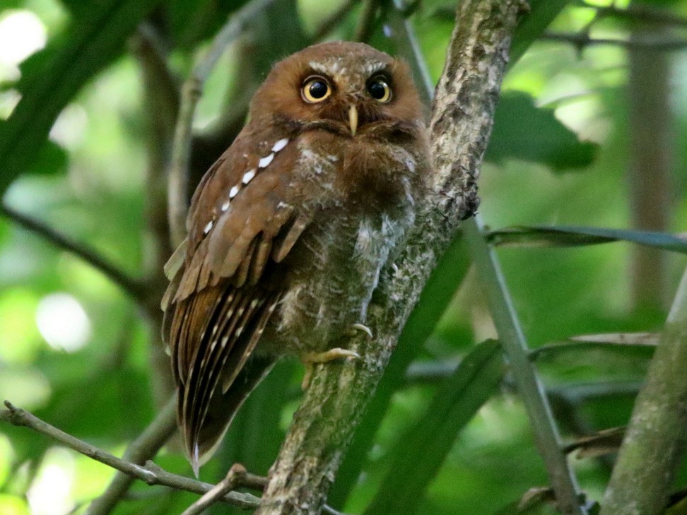 Flores Scops-Owl - eBird