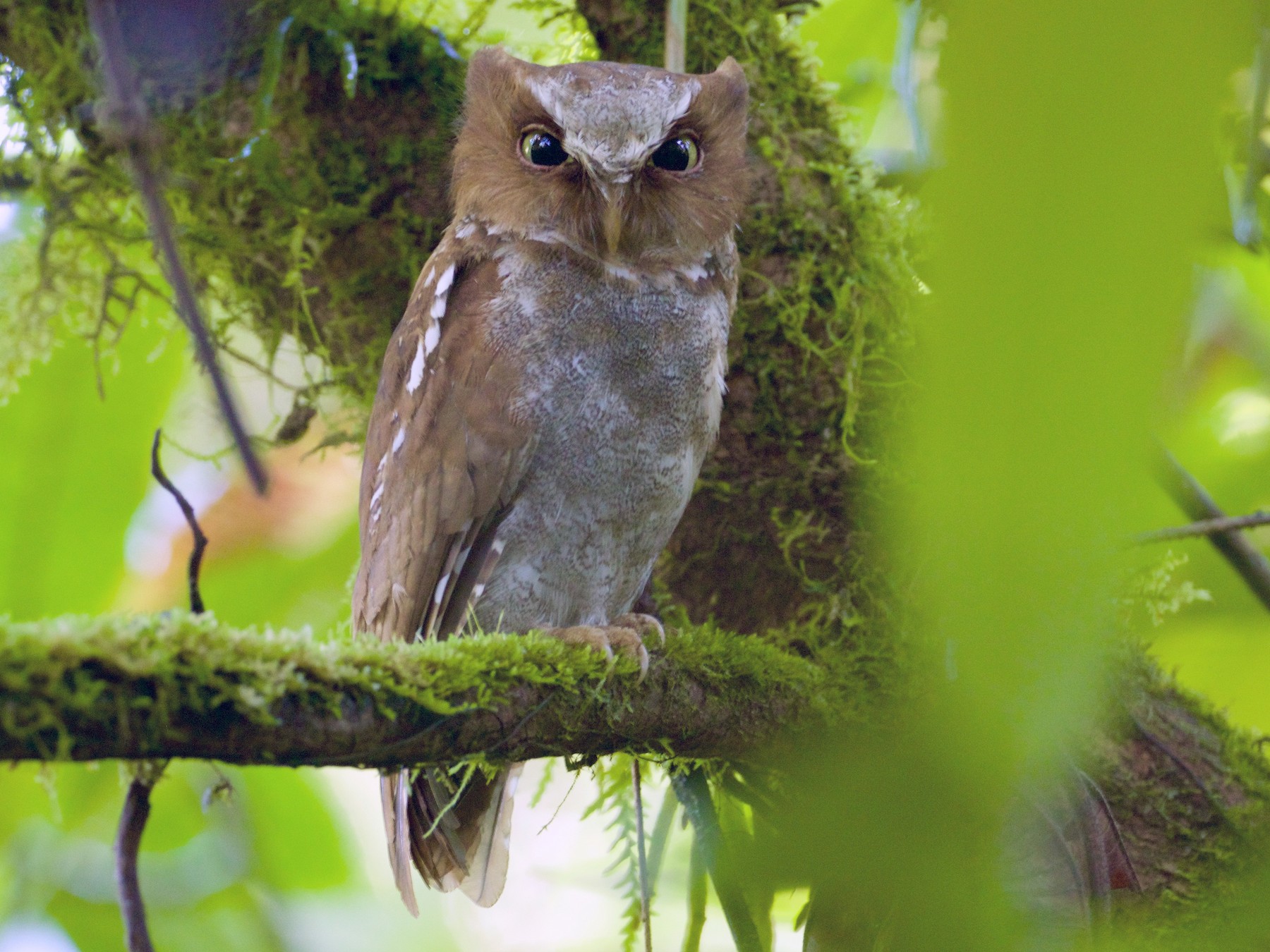 Flores Scops-Owl - eBird
