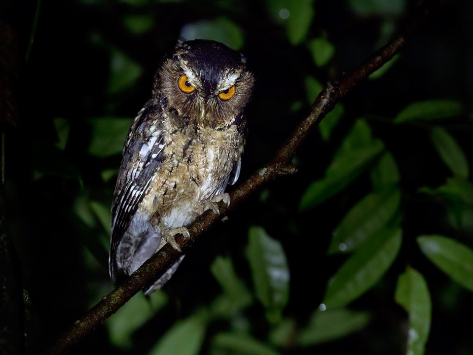 Javan Scops-Owl - eBird