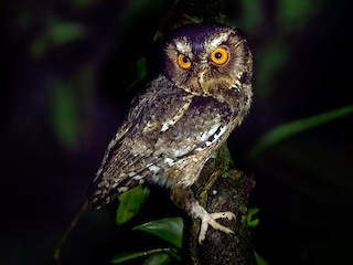 Javan Scops-Owl - eBird