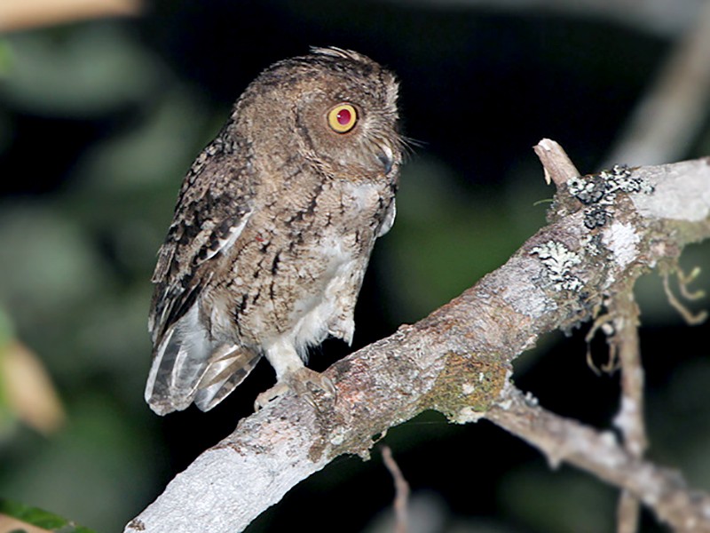 Wallace's Scops-Owl - eBird
