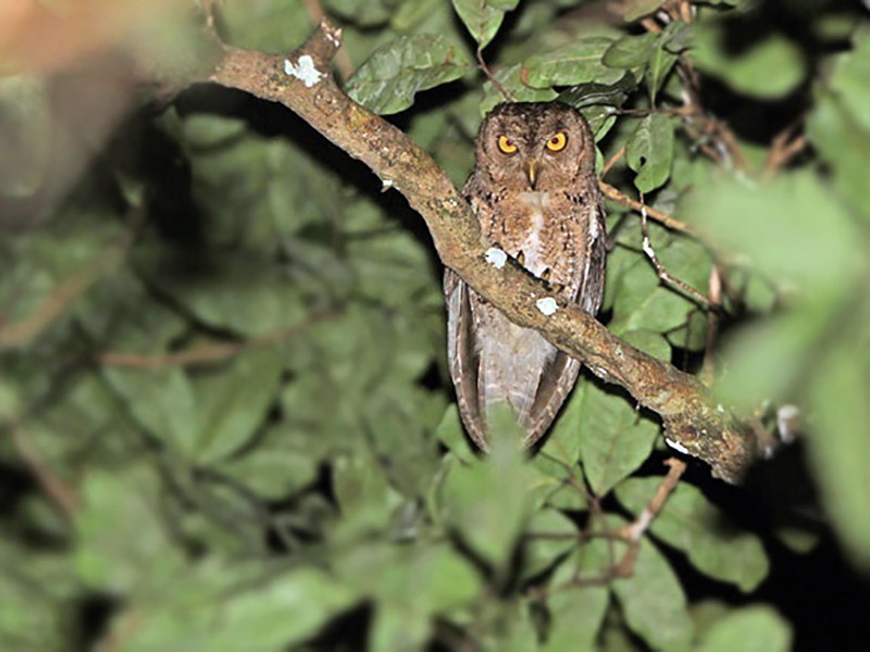 Autillo de Wallace - eBird