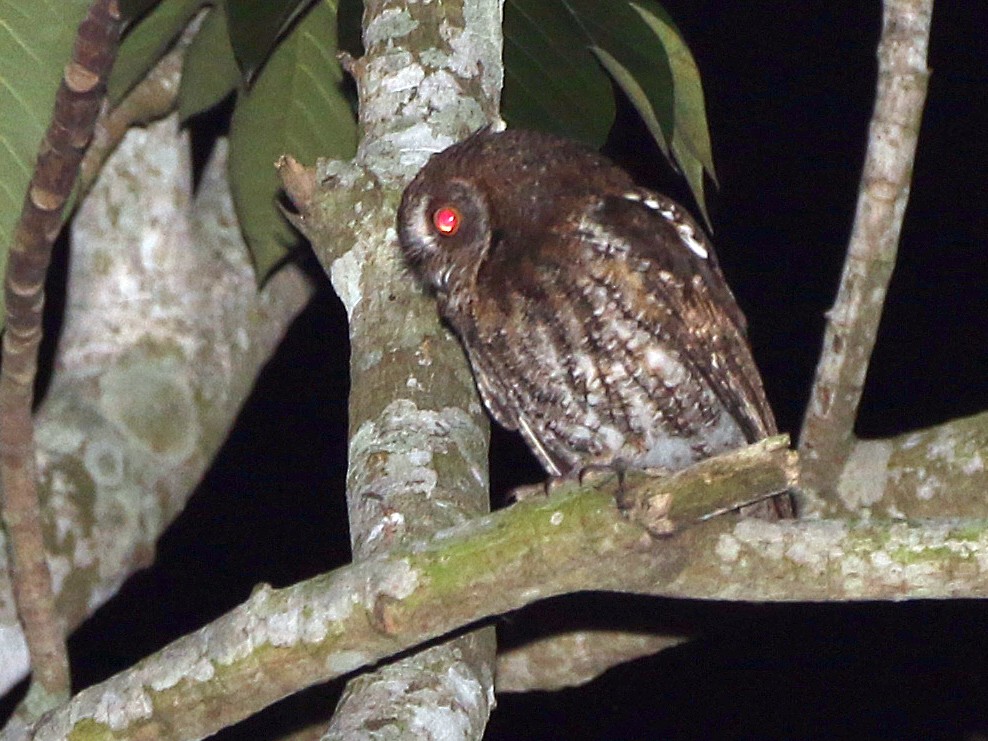 Rinjani Scops-Owl - eBird
