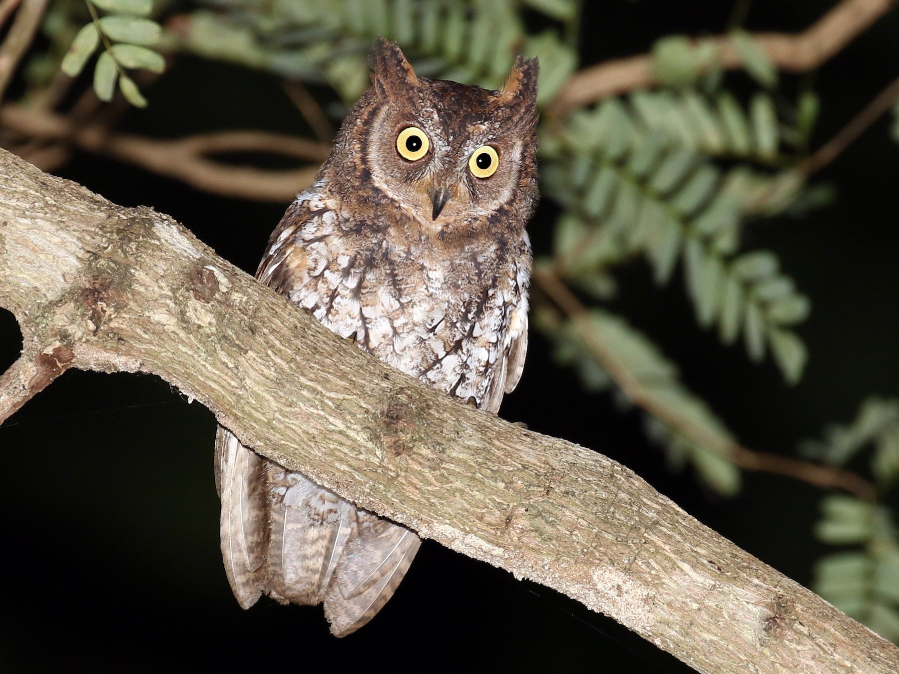 Rinjani Scops-Owl - eBird