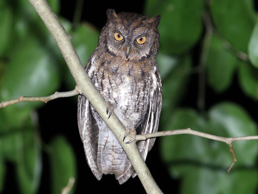 Rinjani Scops-Owl - eBird