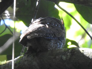 Rinjani Scops-Owl - eBird