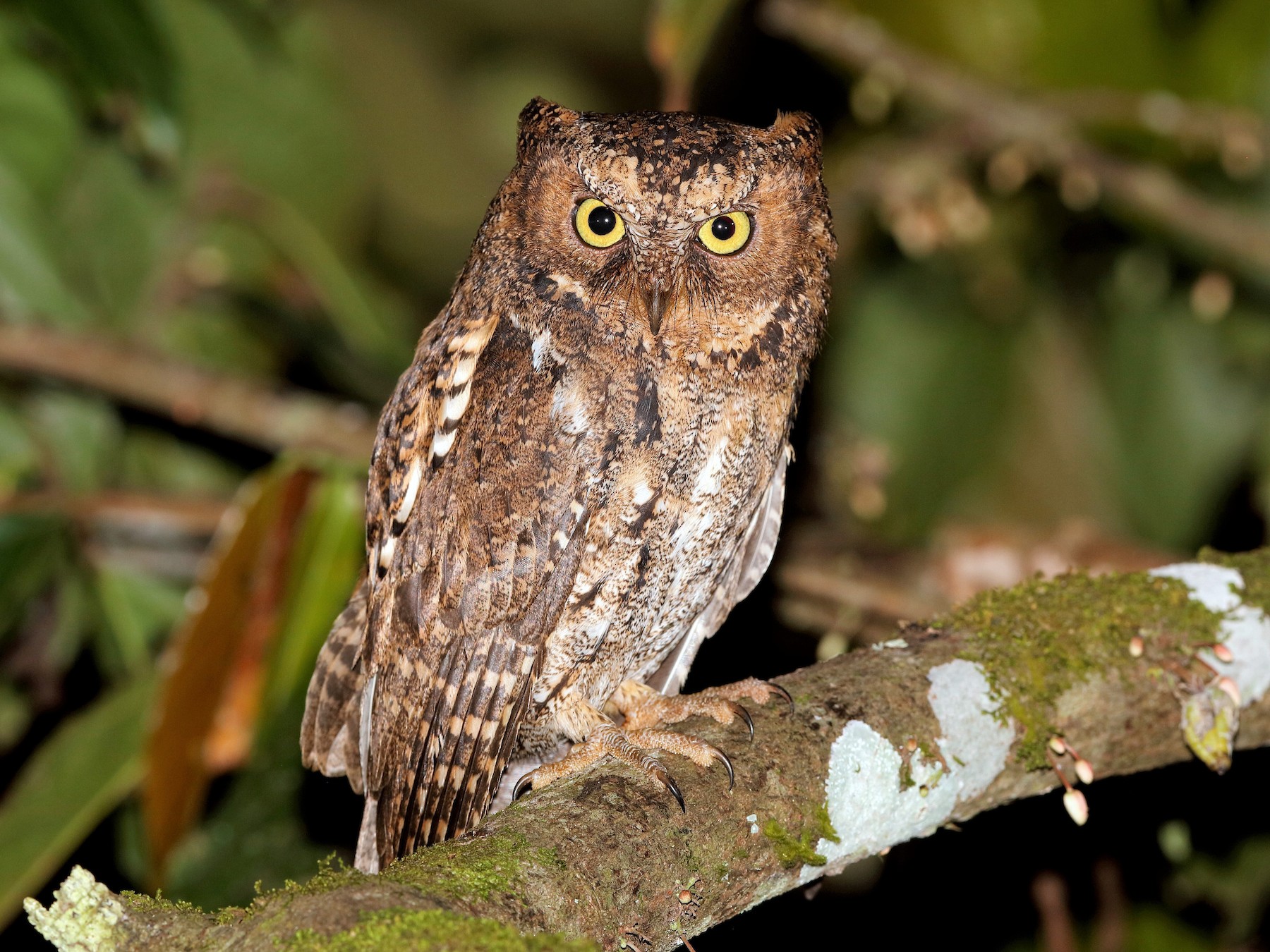 Sulawesi Scops-Owl - eBird