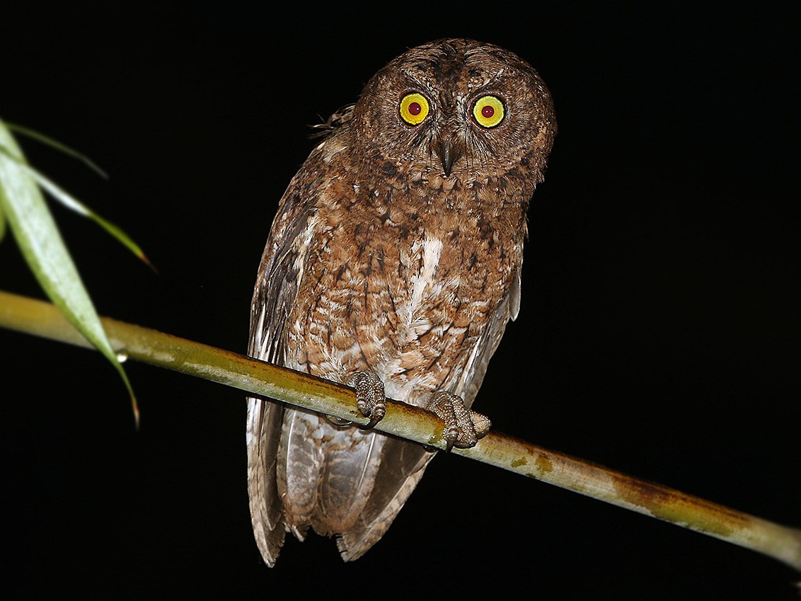 Sula Scops-Owl - eBird