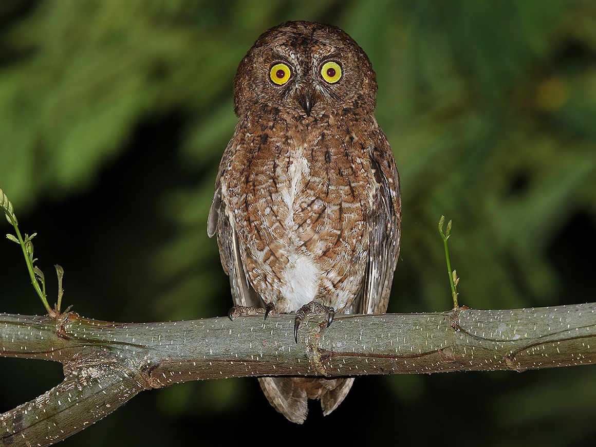 Autillo de Sula - eBird