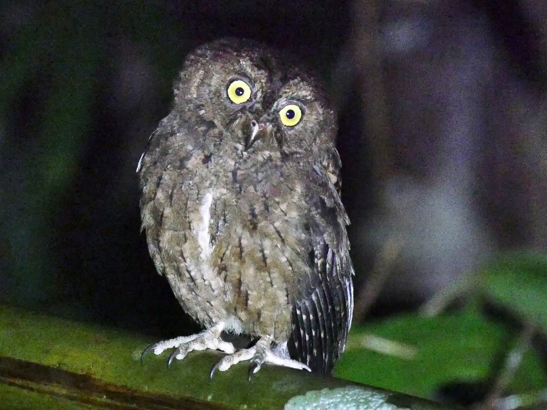 Autillo de Sula - eBird