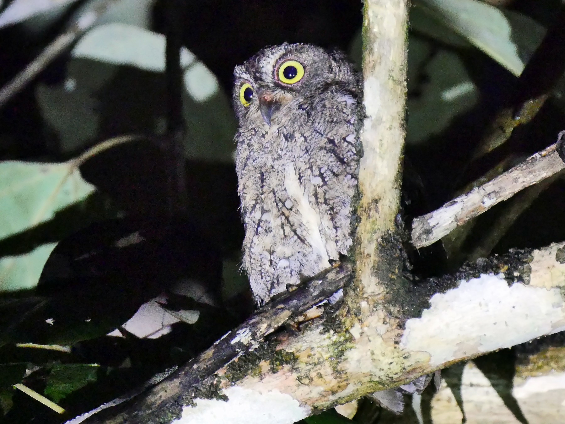 Autillo de Sula - eBird