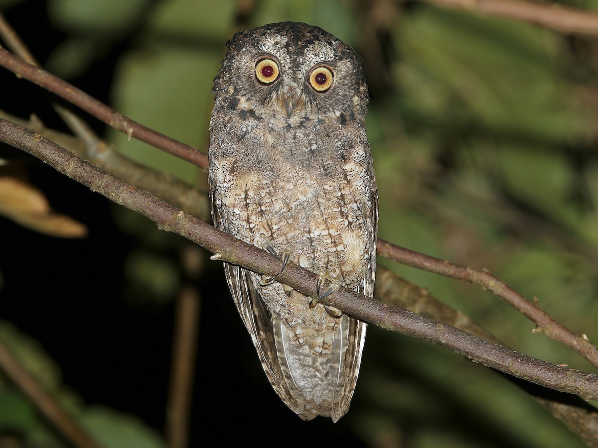 Sangihe Scops-Owl - Otus collari - Birds of the World