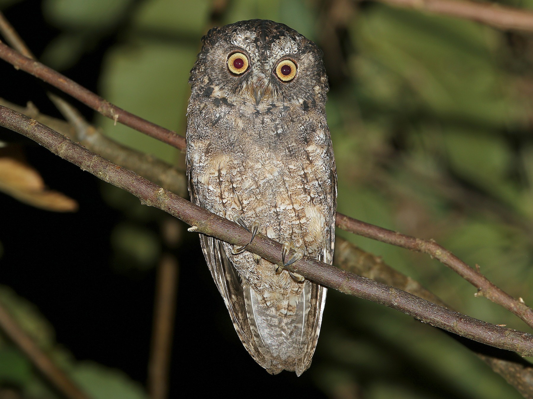 Sangihe Scops-Owl - eBird