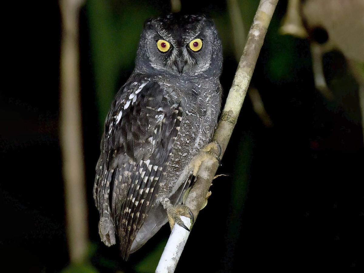 Biak Scops-Owl - Otus beccarii - Birds of the World