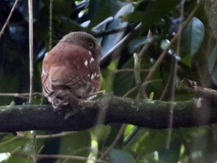 Javan Owlet - eBird