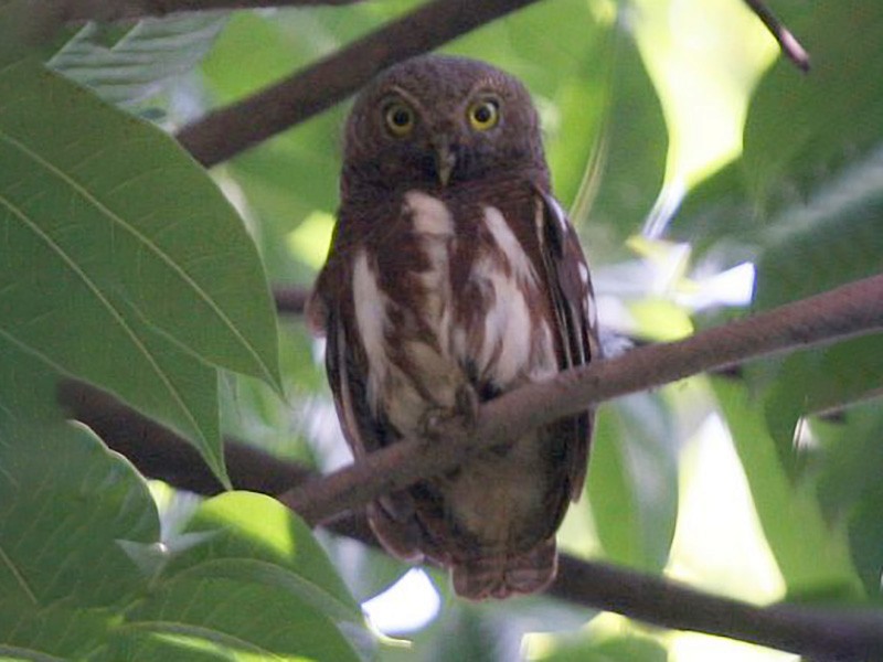 Mochuelo de Java - eBird