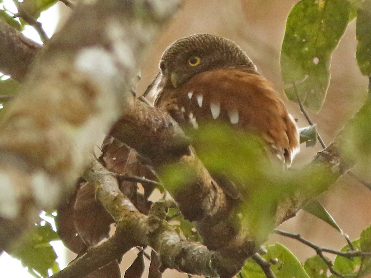 Javan Owlet - eBird