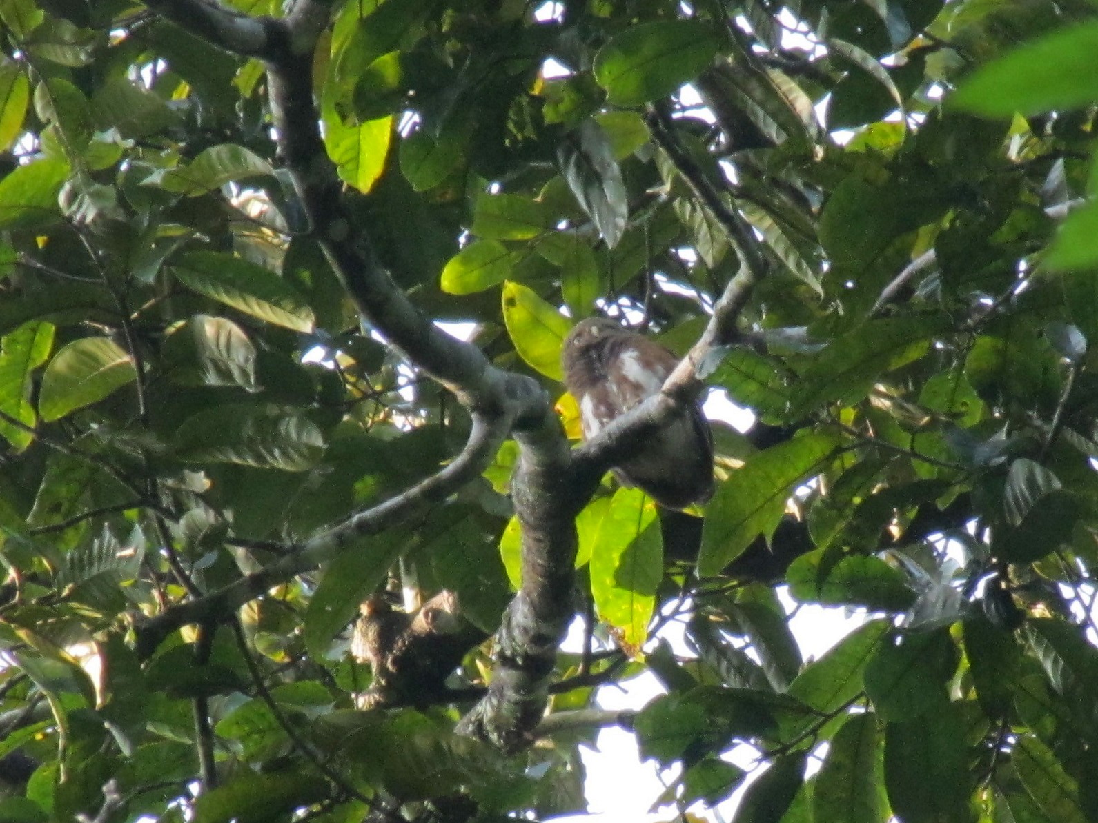 Javan Owlet - eBird