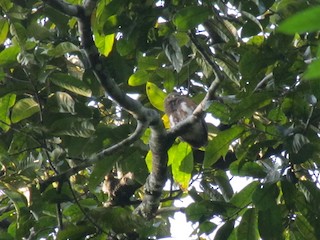 Javan Owlet - eBird