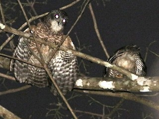Sumba Boobook - eBird