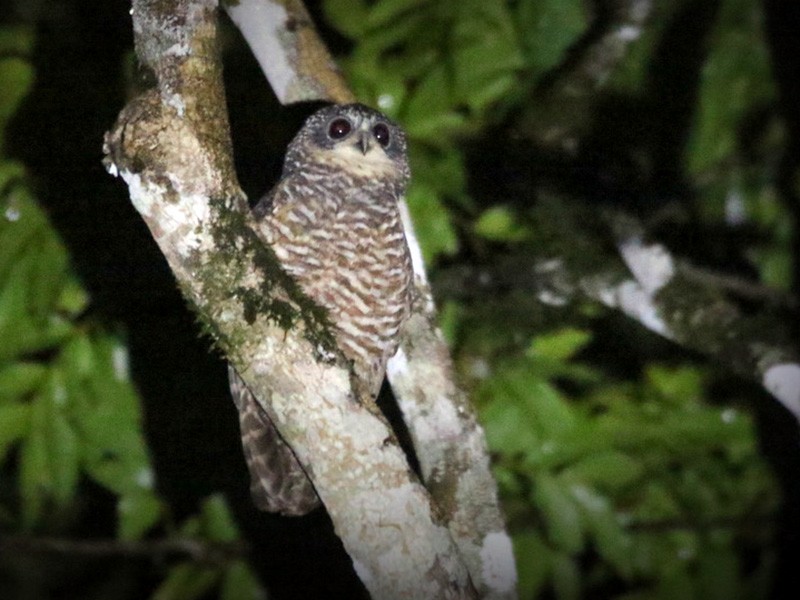 Sumba Boobook - eBird