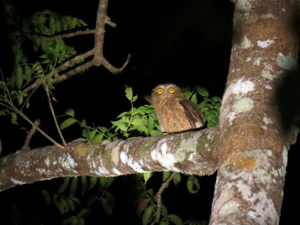 Least Boobook - eBird