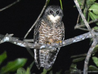 Sumba Boobook - eBird