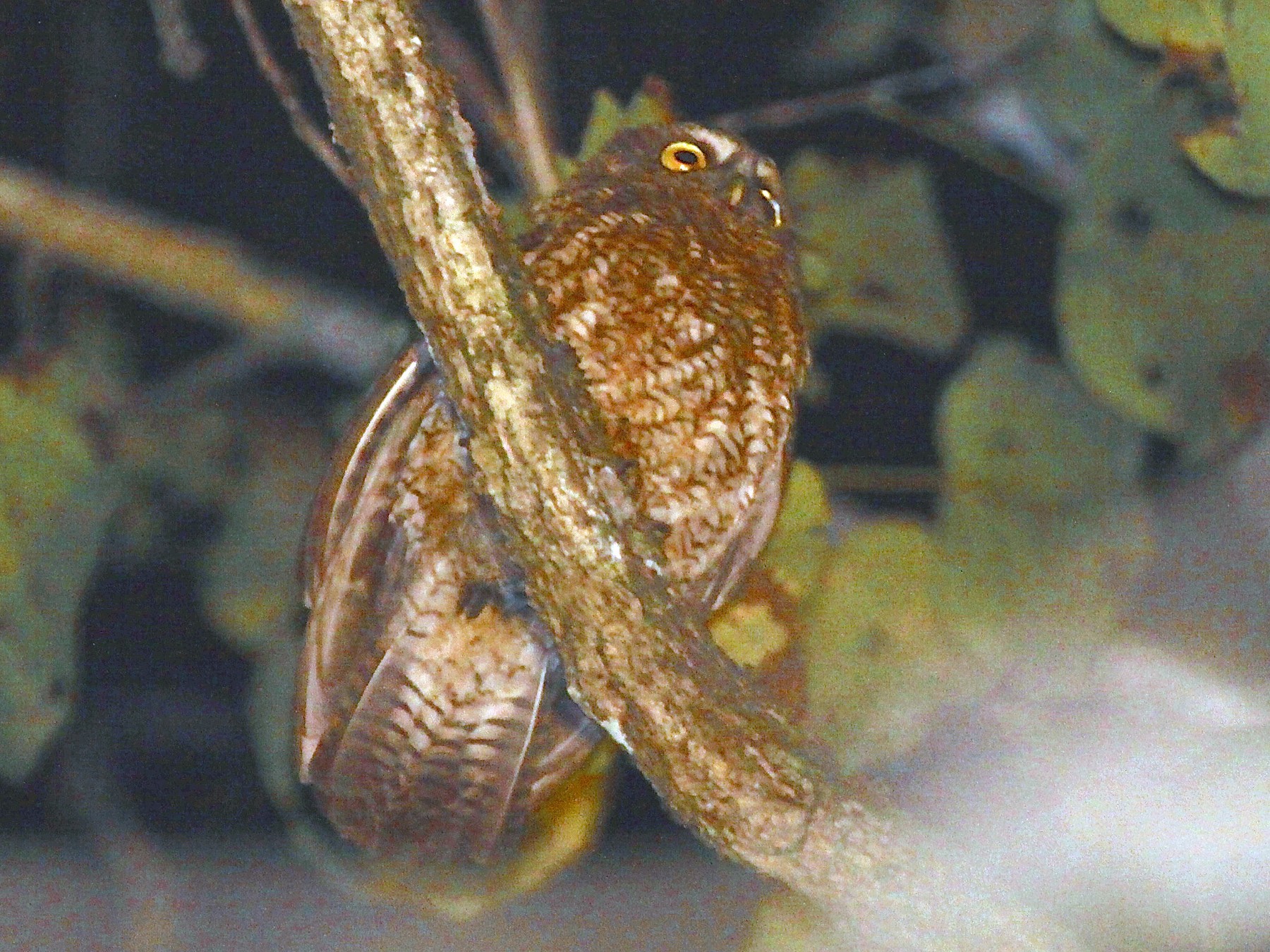 Least Boobook - eBird