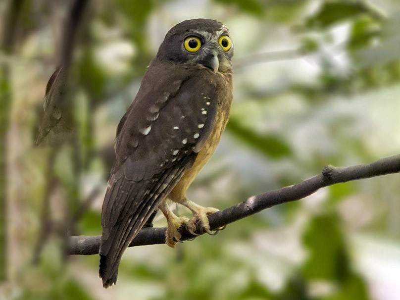 Ochre-bellied Boobook - eBird