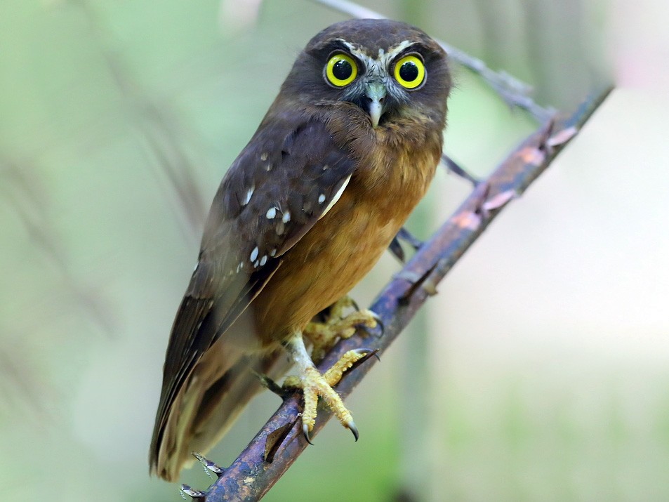 Ochre-bellied Boobook - eBird