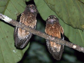 Togian Boobook - eBird