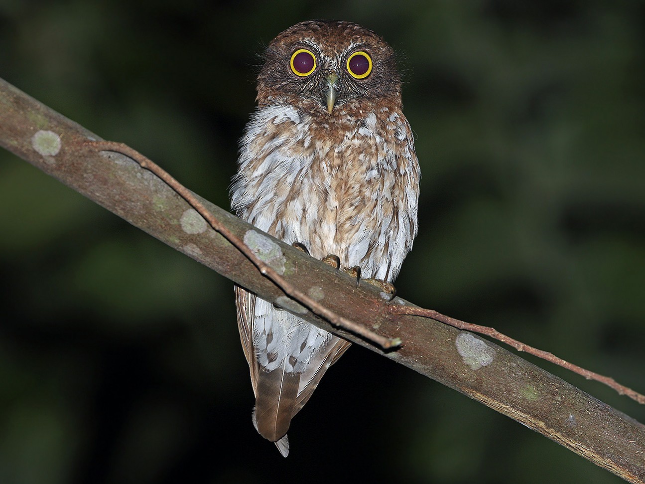 Togian Boobook - eBird