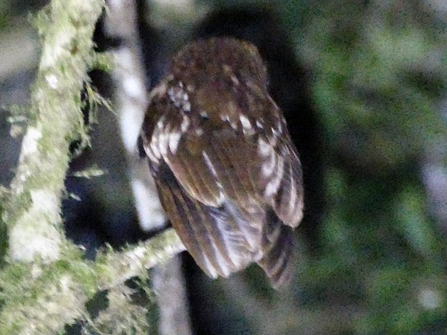 Cinnabar Boobook - eBird