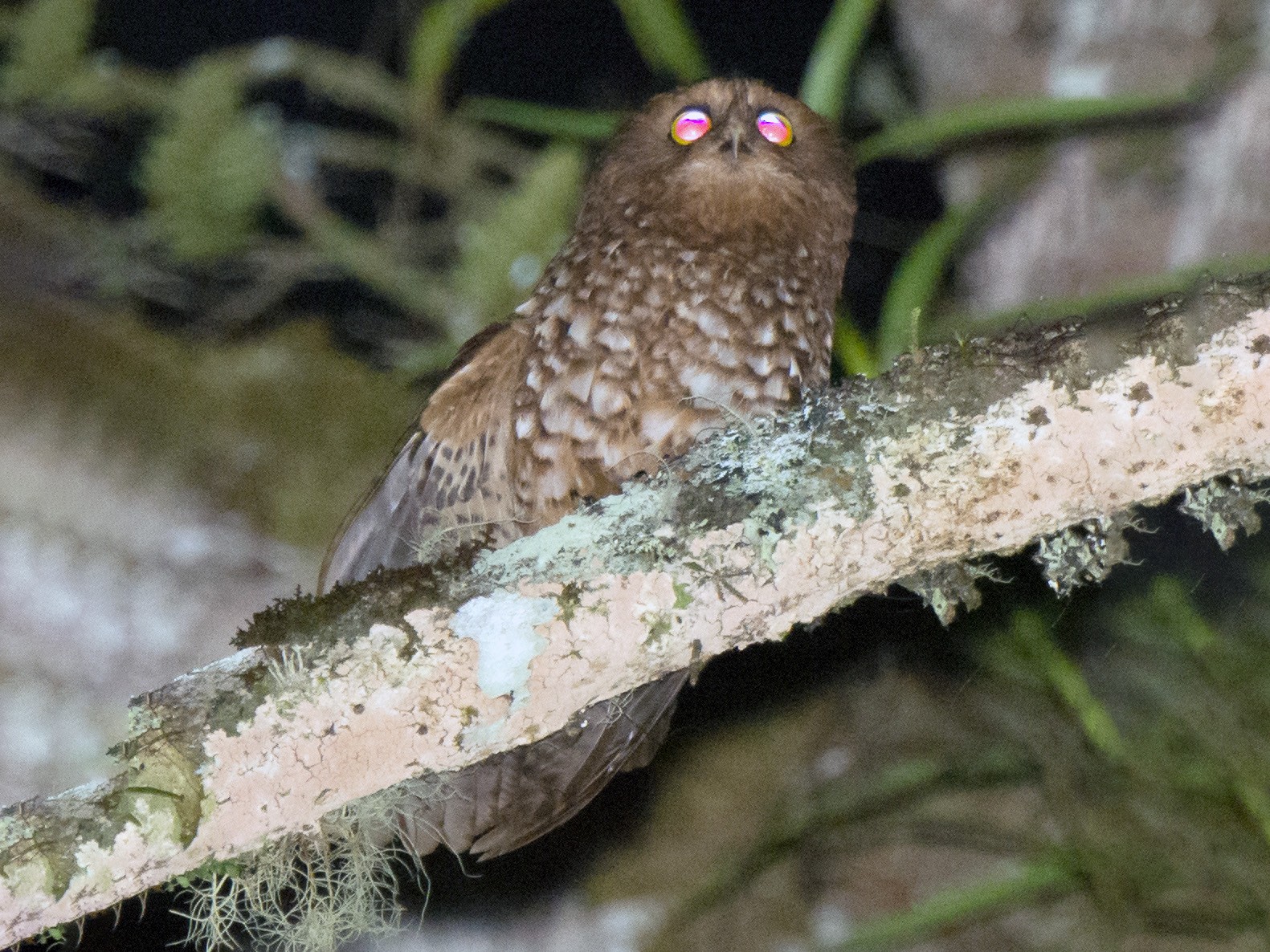 Cinnabar Boobook - eBird
