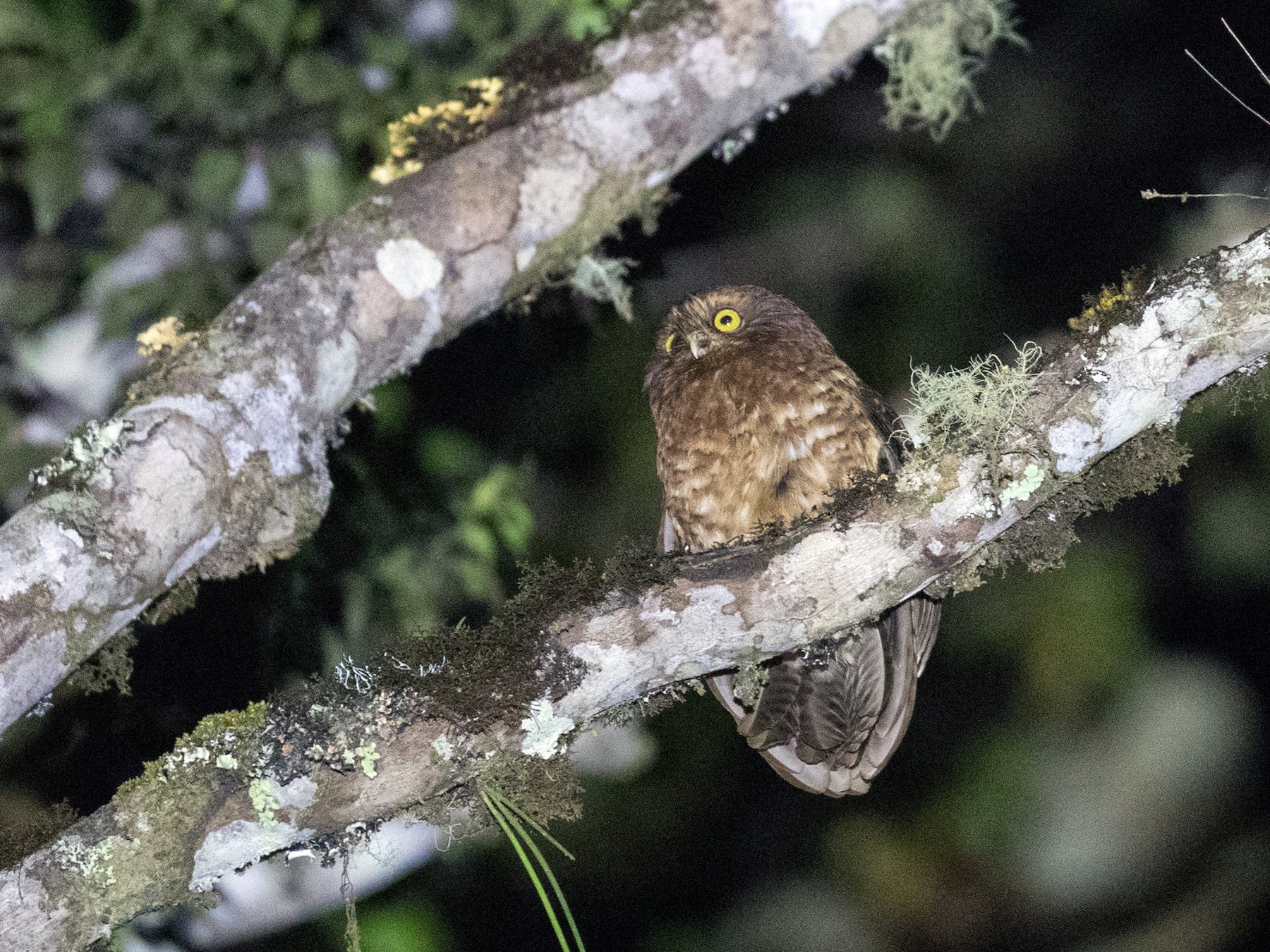 Cinnabar Boobook - eBird