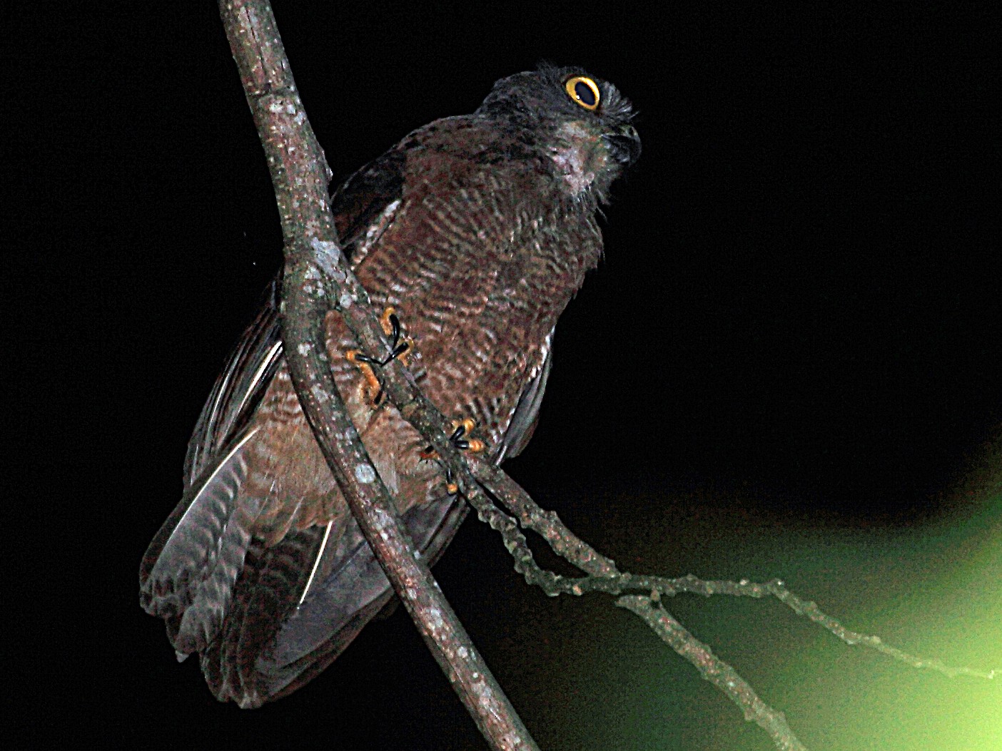 Halmahera Boobook - eBird