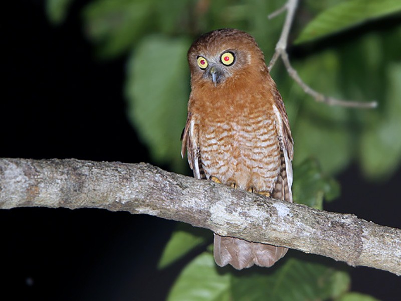 Ninoxe des Tanimbar - eBird