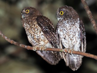 Togian Boobook - eBird