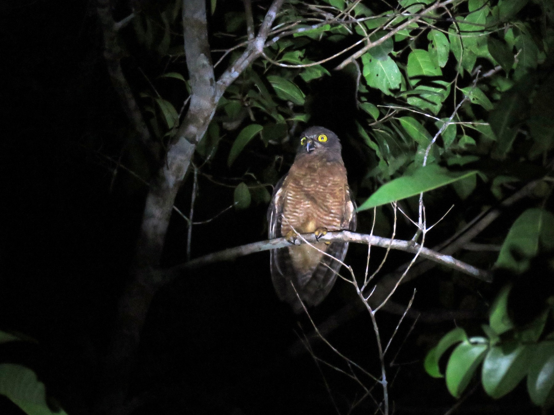 Halmahera Boobook - eBird