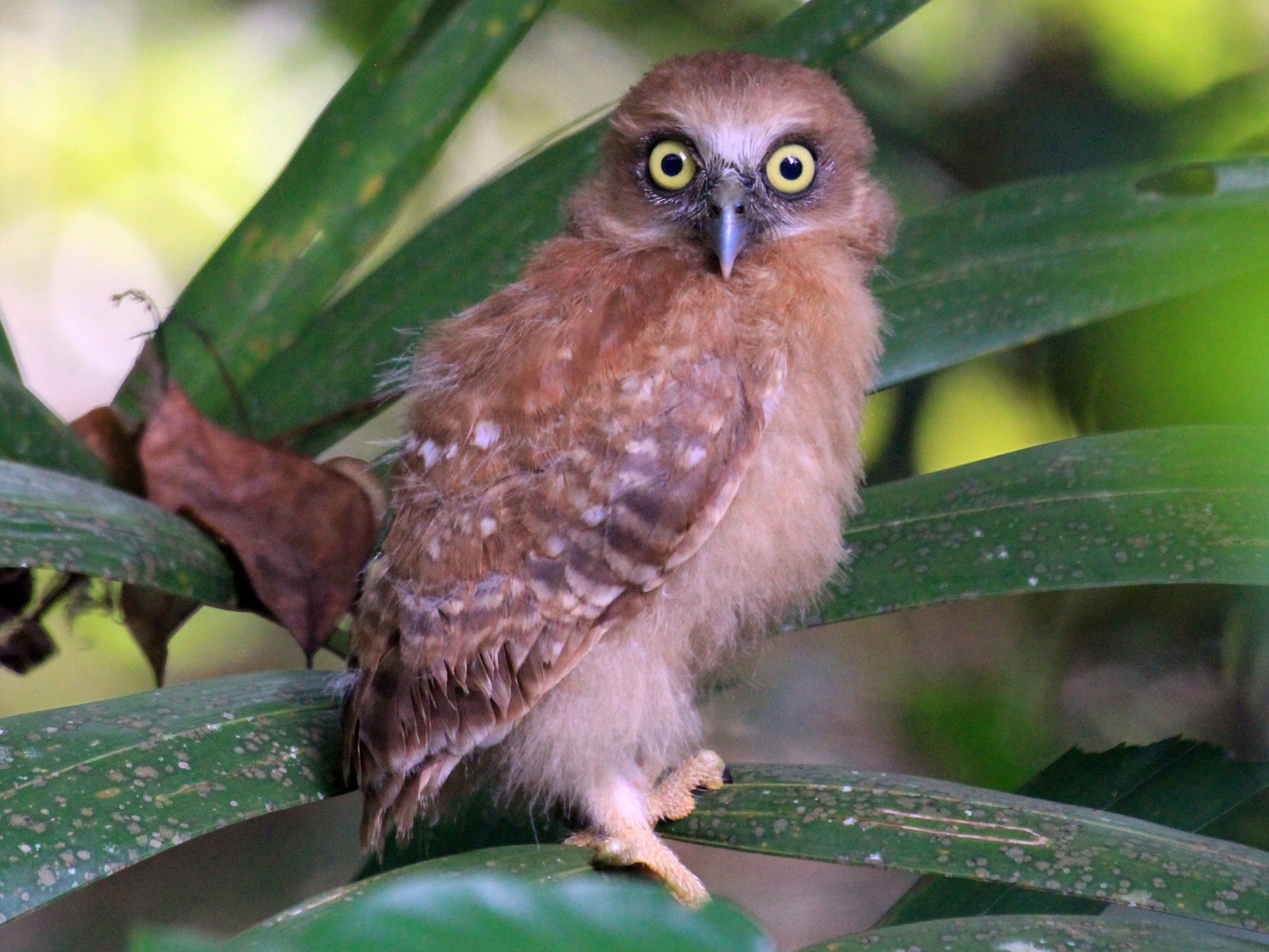 Tanimbar Boobook - eBird