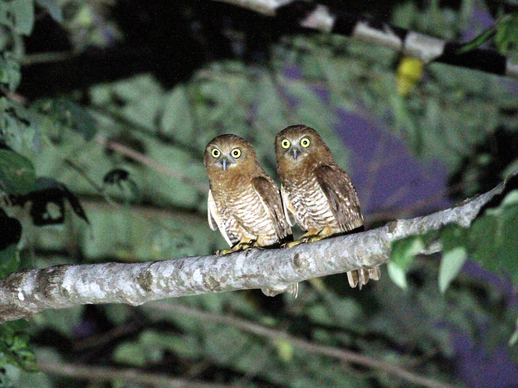 Tanimbar Boobook - eBird