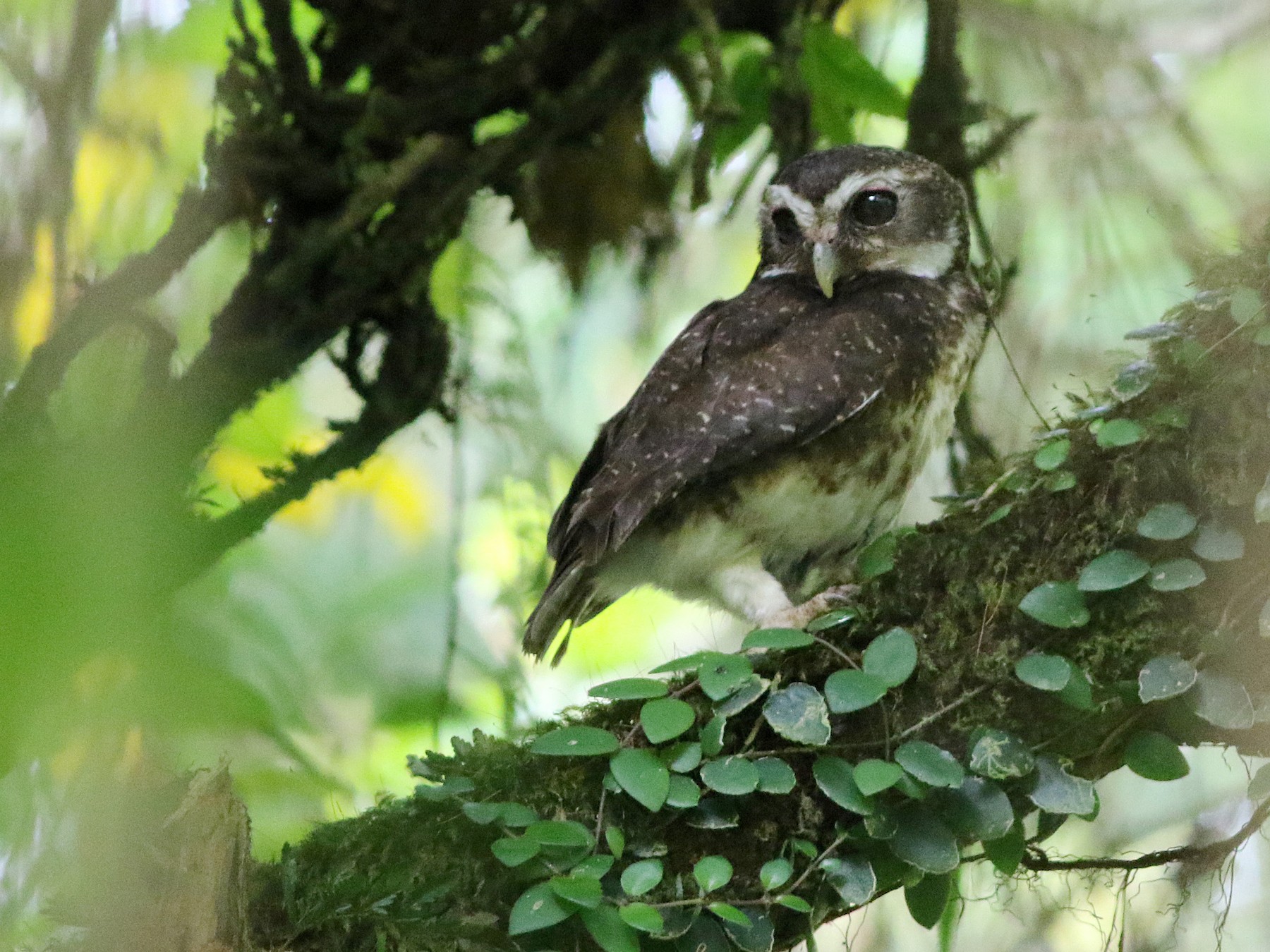 Speckled Boobook - eBird