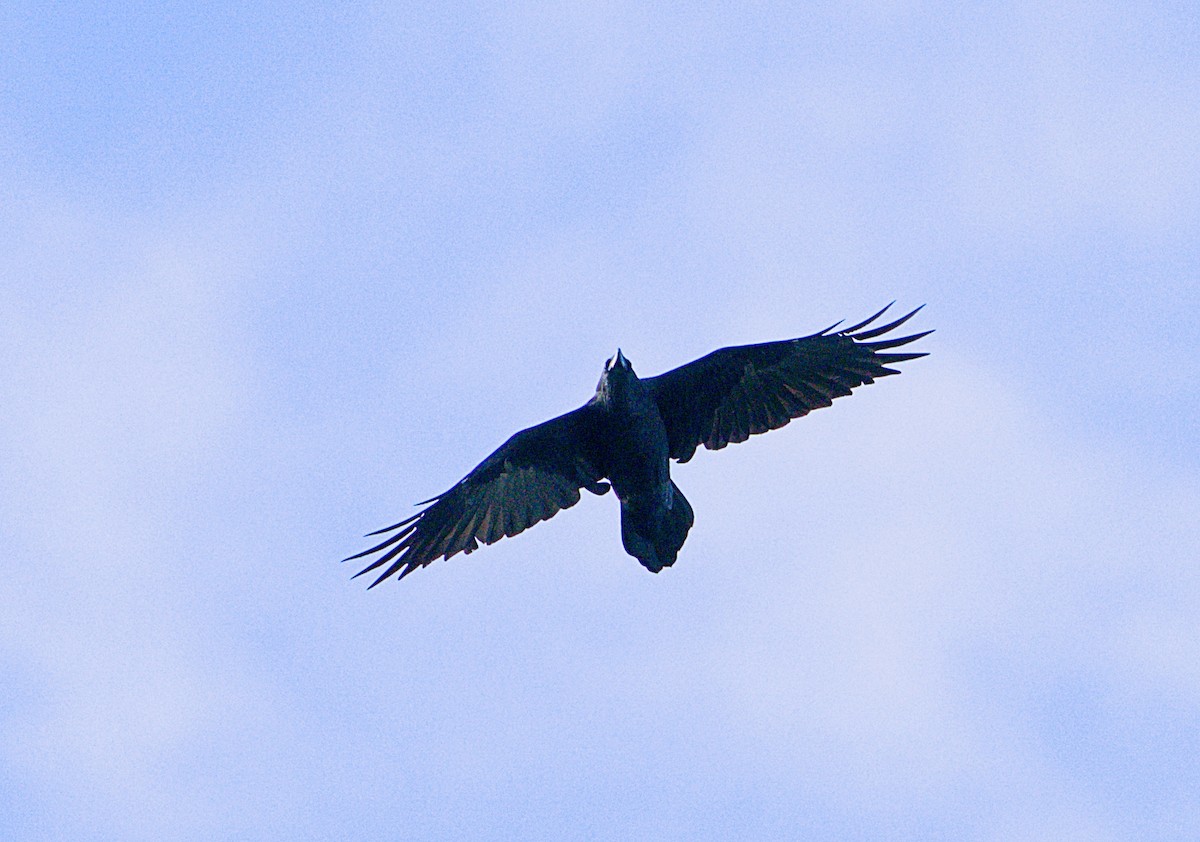 ML271736141 - Common Raven - Macaulay Library