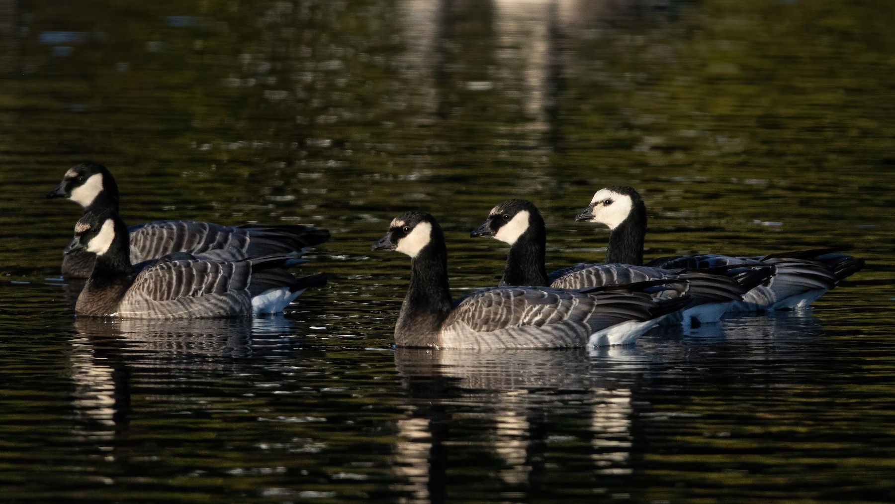 Belolika guska x mala kanadska guska (hibrid) - eBird