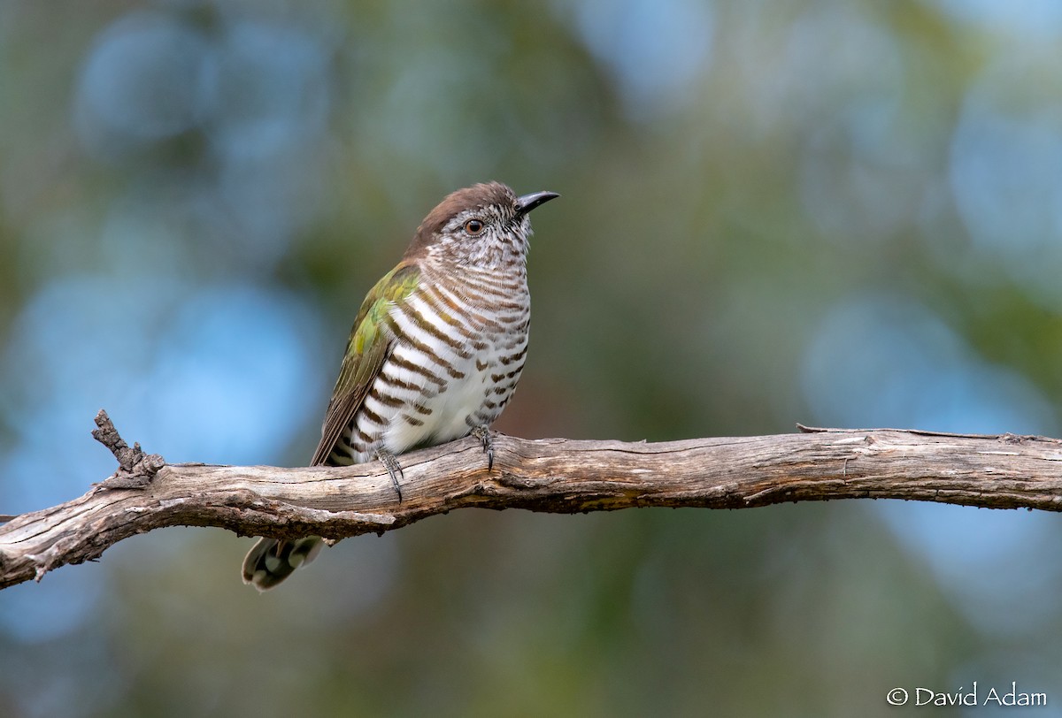 Shining Bronze-Cuckoo - Chrysococcyx lucidus - Media Search - Macaulay ...