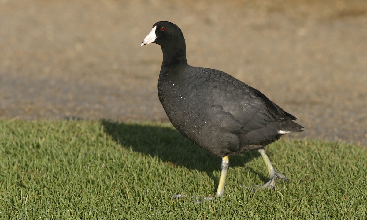 American Coot - Fulica americana - Birds of the World