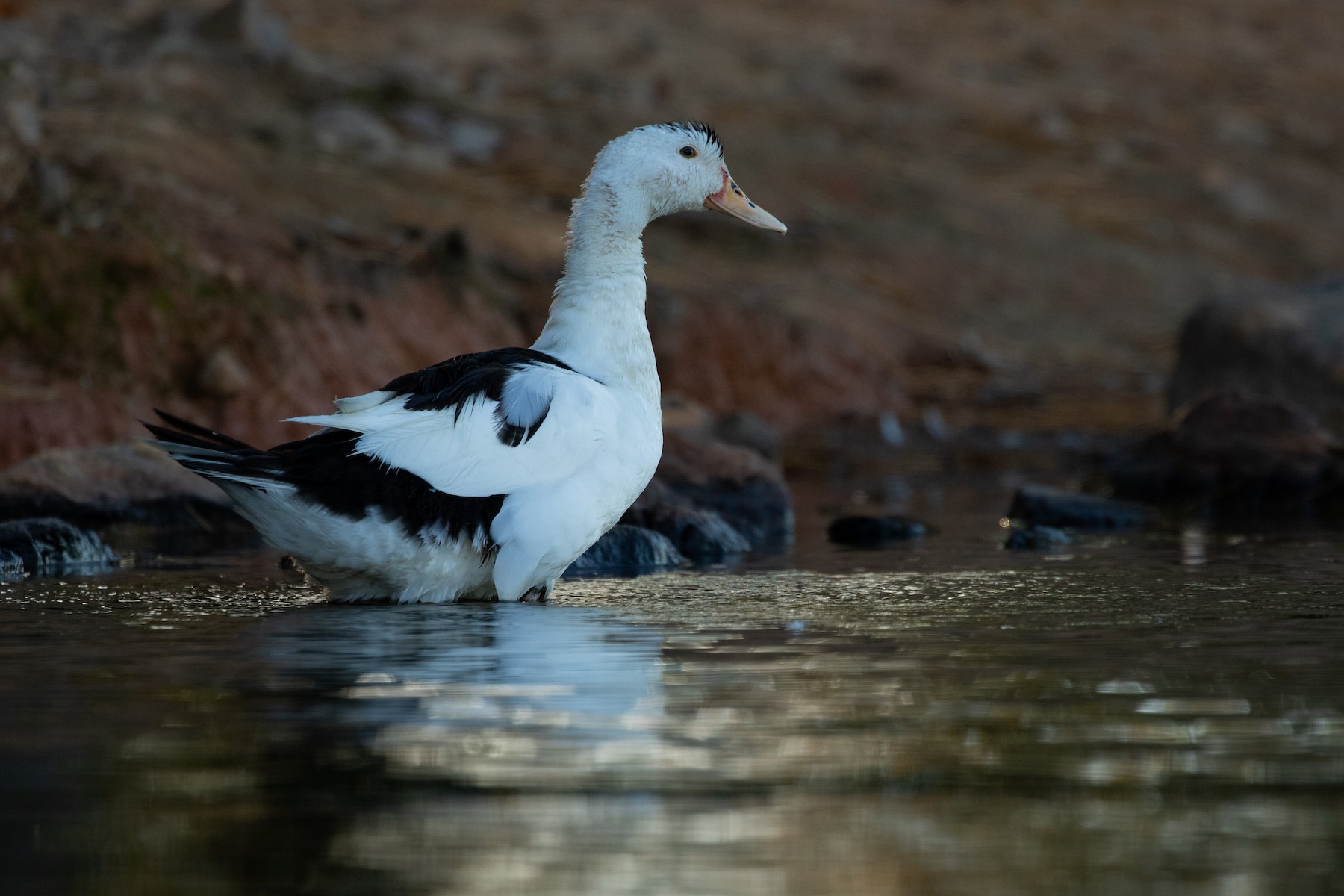 Muscovy Duck x Mallard (hybrid) - eBird